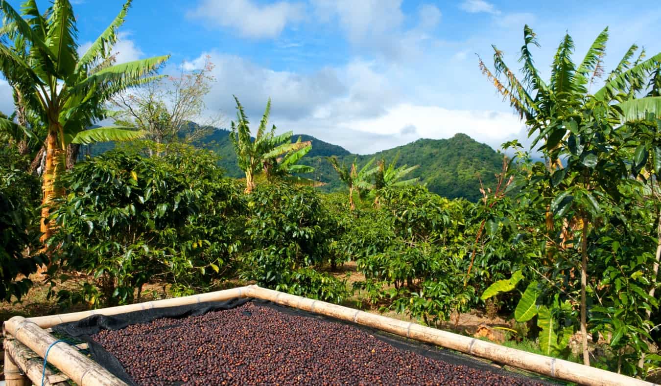 How to Tour a Coffee Plantation in Panama in 2026
